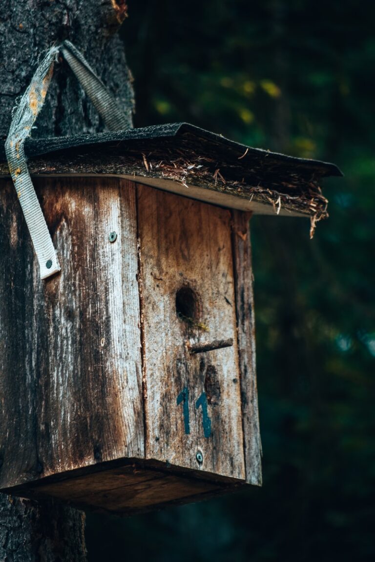 Where Do Magpies Nest? - All About Magpie Life